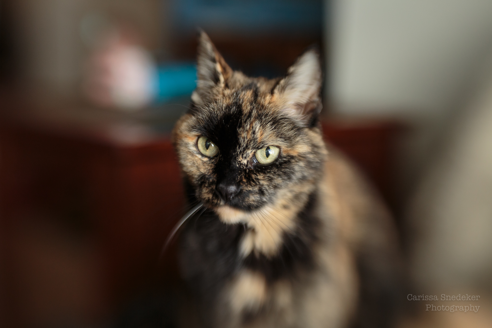 Maya Update « Carissa Snedeker Photography